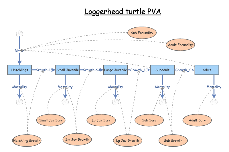Clone of Loggerhead PVA base model | Insight Maker