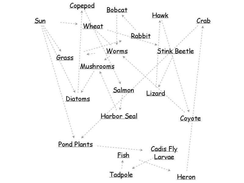 Science food web | Insight Maker