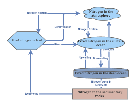 NITROGEN CYCLE | Insight Maker
