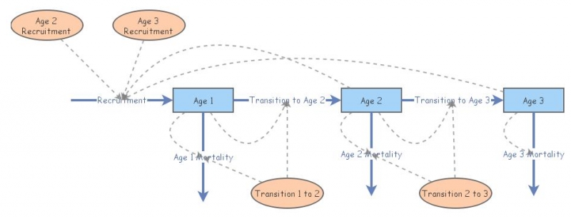 Lab 4- Age-Structure matrix 2C | Insight Maker