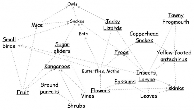 food web of Froest ecosystem | Insight Maker
