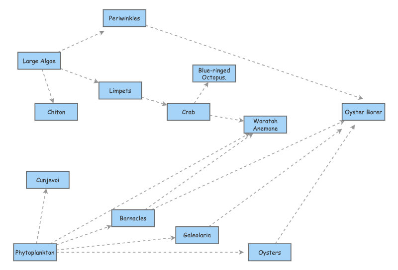 Clone of Rock Platform Food Web | Insight Maker