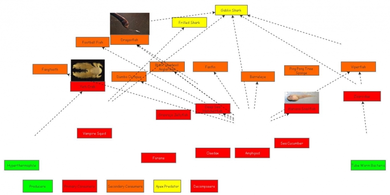 Mariana Trench Food Web | Insight Maker