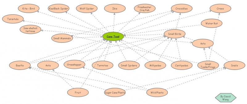Clone of Cane Toad Food Web | Insight Maker