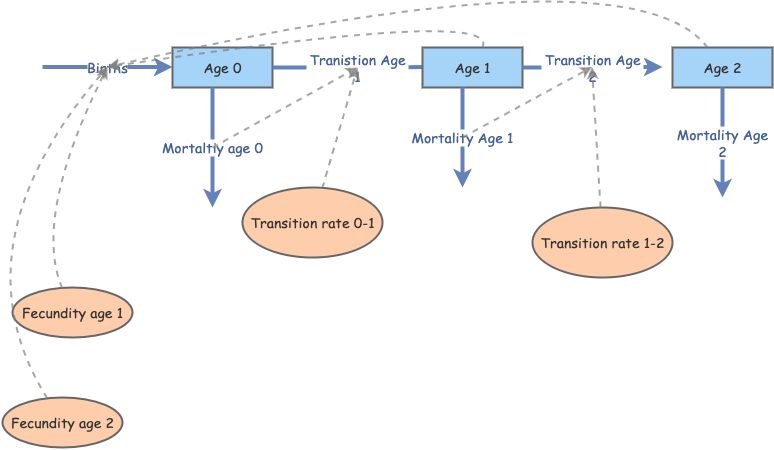 Age-Structure Model | Insight Maker