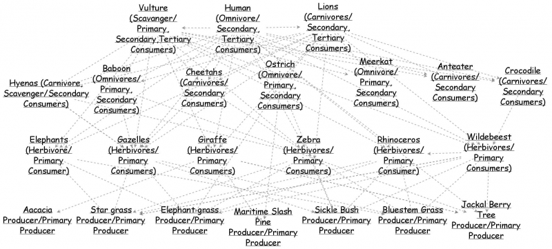 food web | Insight Maker