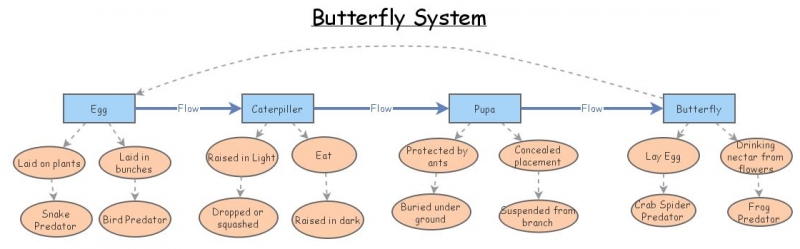 butterfly system | Insight Maker