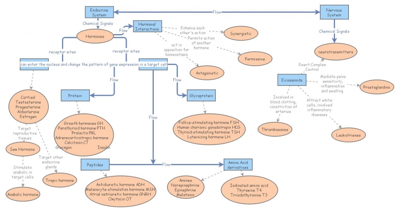 Hormones concept map | Insight Maker