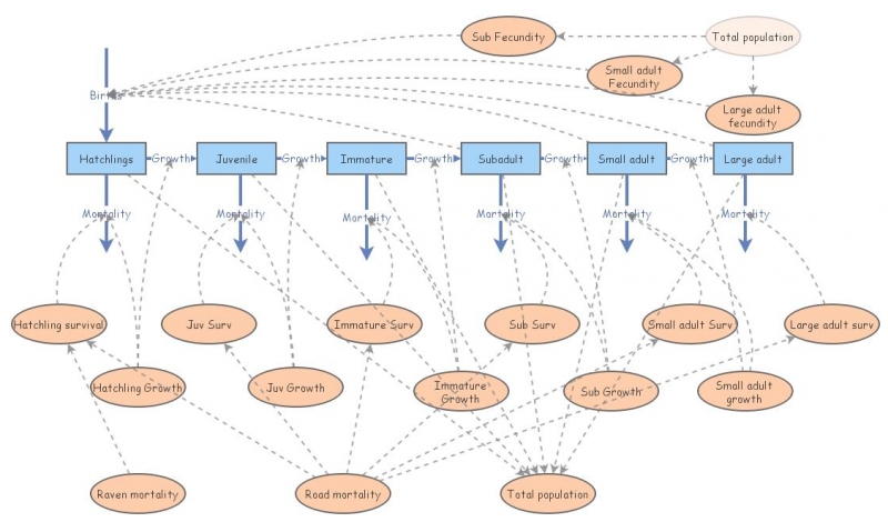 Desert Tortoise PVA | Insight Maker