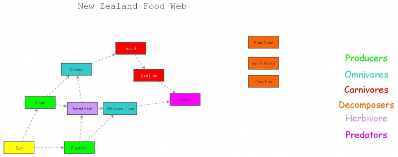New Zealand Food Web | Insight Maker