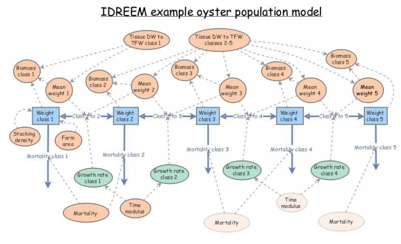 IDREEM example oyster population model | Insight Maker