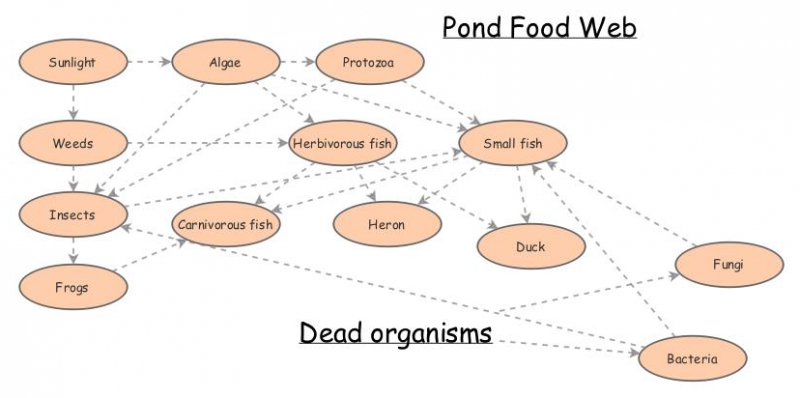 Pond Food Web Milestone | Insight Maker