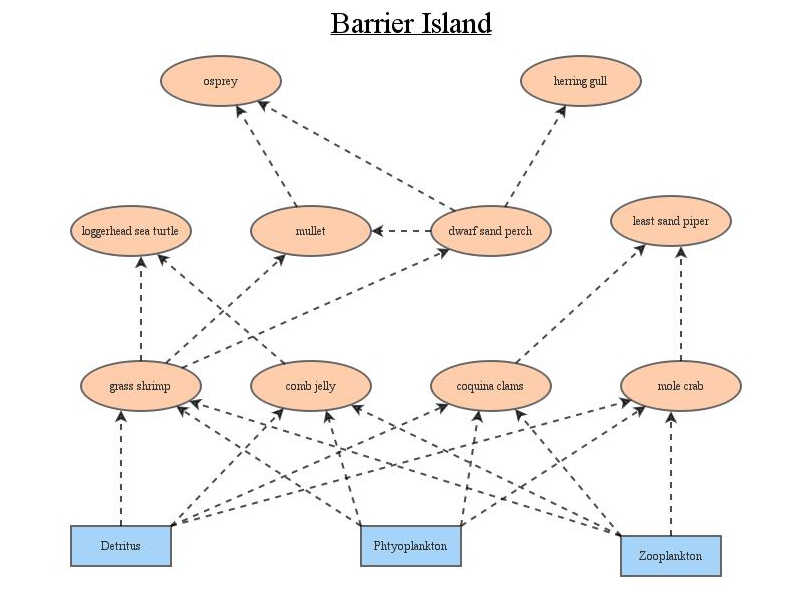 barrier island food web | Insight Maker