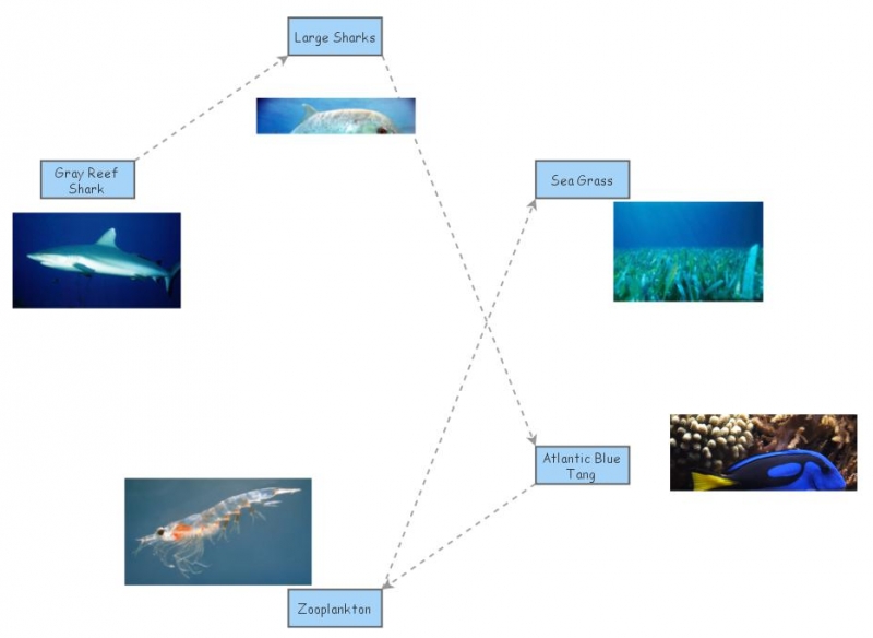Food Chain of the Indian Ocean | Insight Maker