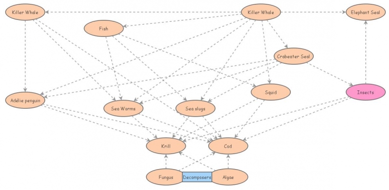 Ocean Food Web | Insight Maker