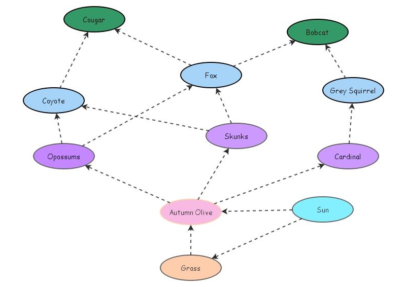 Clone of Food Web on Autumn Olive | Insight Maker