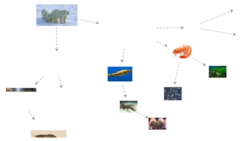 Food Web | Insight Maker
