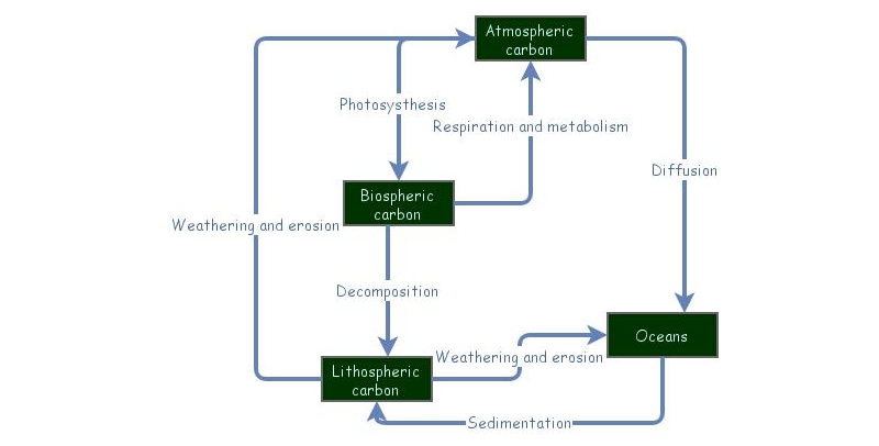 Carbon cycle | Insight Maker
