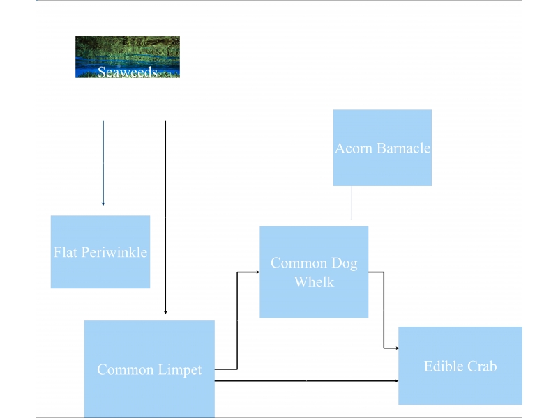 Ecology Project Food Web of Tidal Flats Mudflat | Insight Maker