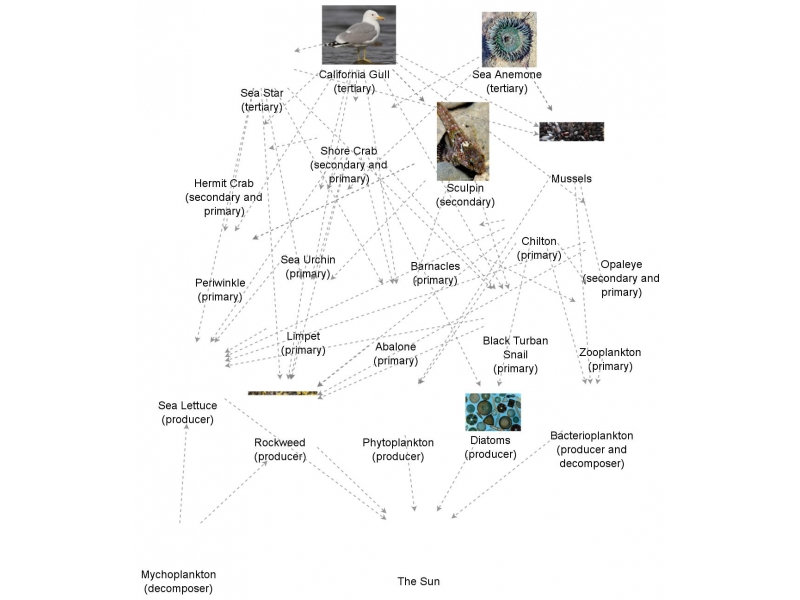 Clone of Tide pool food web | Insight Maker