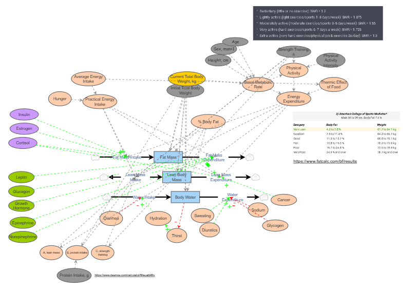 Body Composition Simulator | Insight Maker