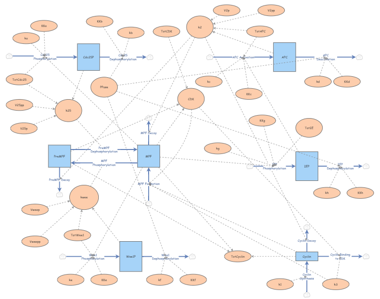 Cell Cycle Control Model | Insight Maker