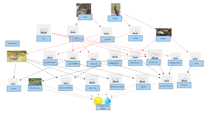 Clone of Food Web | Insight Maker
