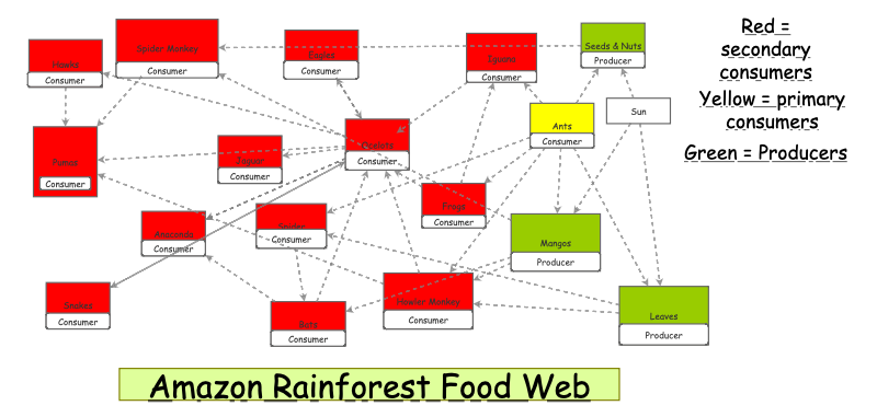 Amazon Food Web | Insight Maker
