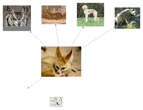 fennec fox | Insight Maker