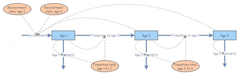 Lab 3-age structured model | Insight Maker