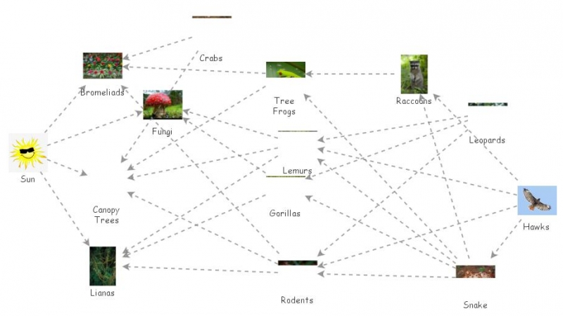 Rainforest Food Web | Insight Maker