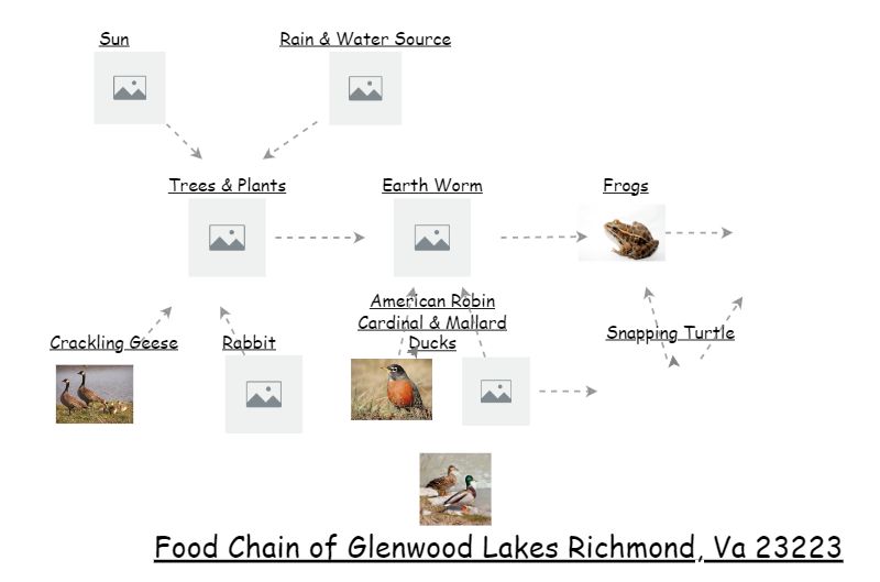 Clone of Food Chain | Insight Maker