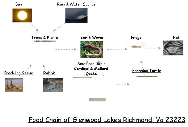 Food Chain | Insight Maker