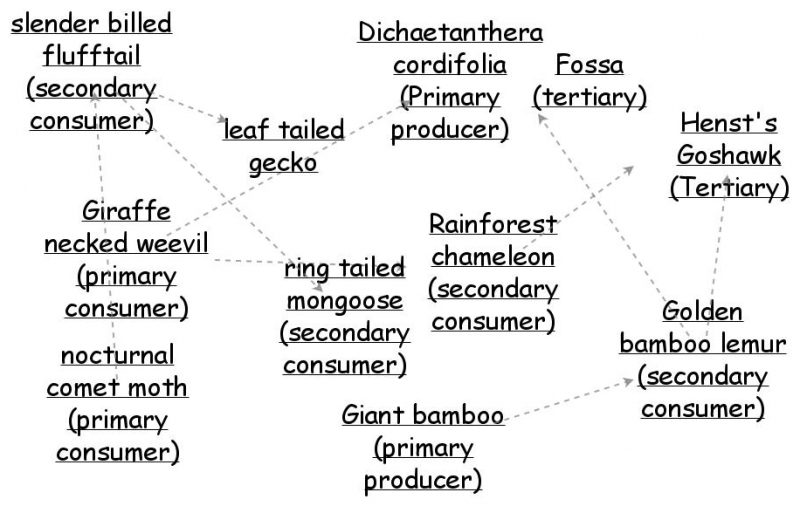 food web | Insight Maker
