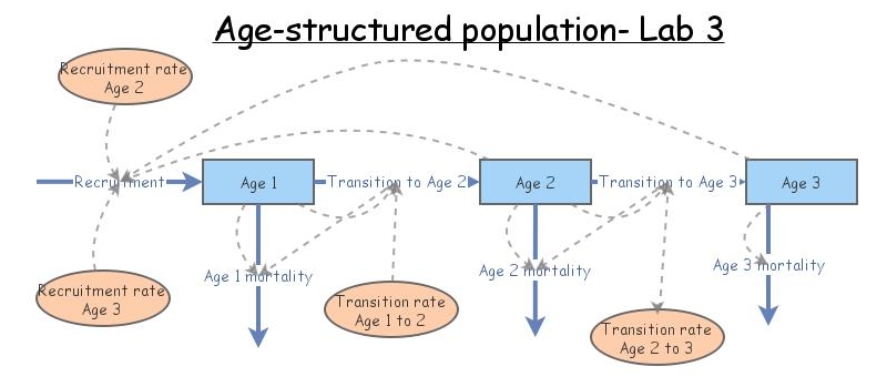 Clone of Lab 3, Exercise 4: age-structured models in InsightMaker | Insight Maker