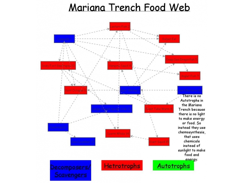 Mariana Trench Food Web | Insight Maker