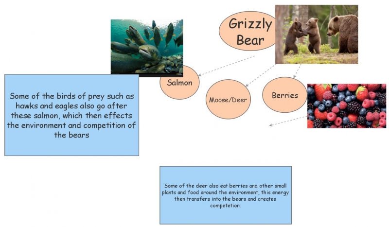Bear Food Web | Insight Maker