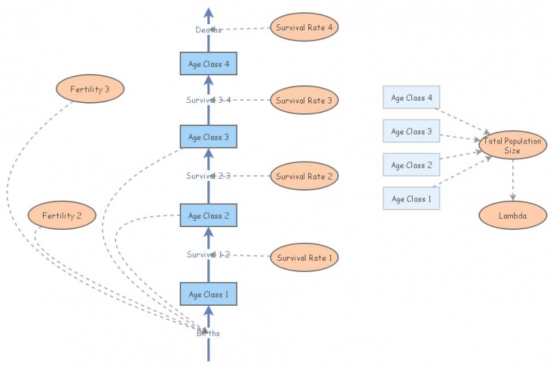 Clone of Age-Structured Model | Insight Maker