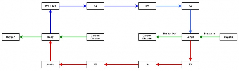 PDHPE Flow Diagram | Insight Maker