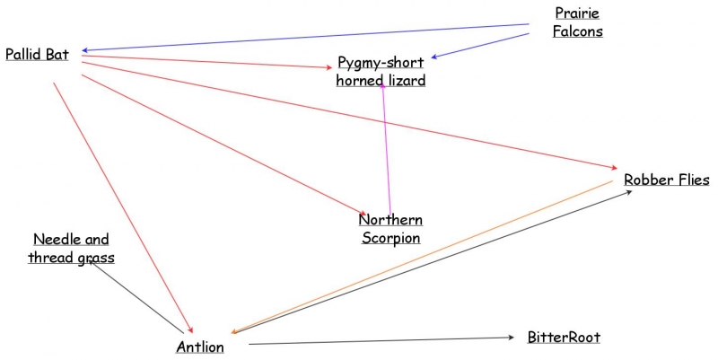 Science Food Web | Insight Maker