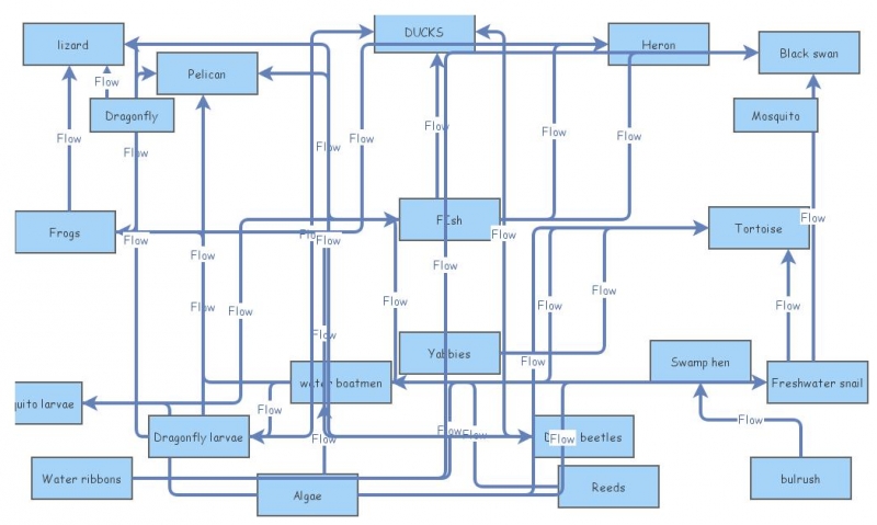 Wetland Food Web | Insight Maker