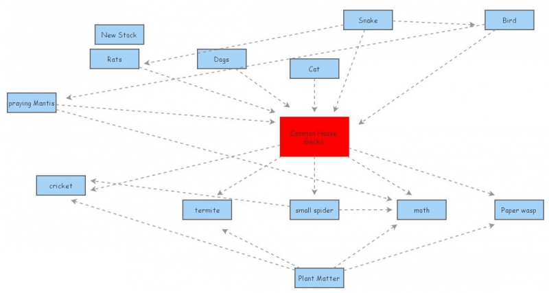 common gecko food chain | Insight Maker