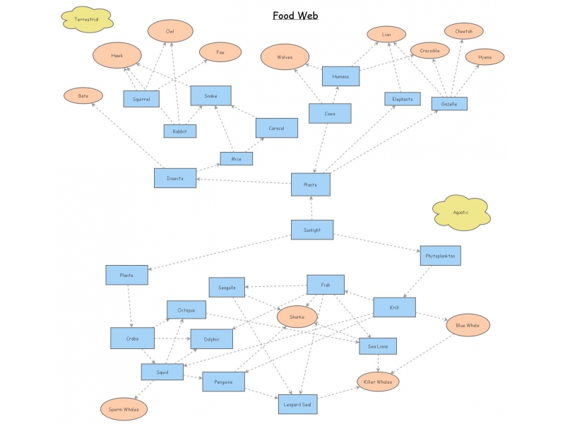Food Web | Insight Maker