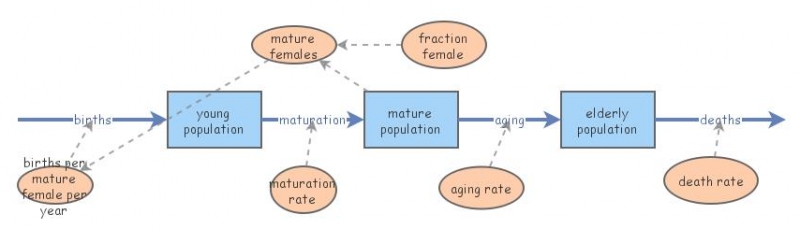More complex pop model | Insight Maker