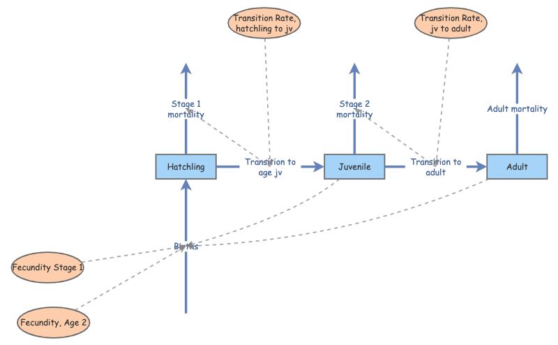 Stage Based Population Model Insight Maker