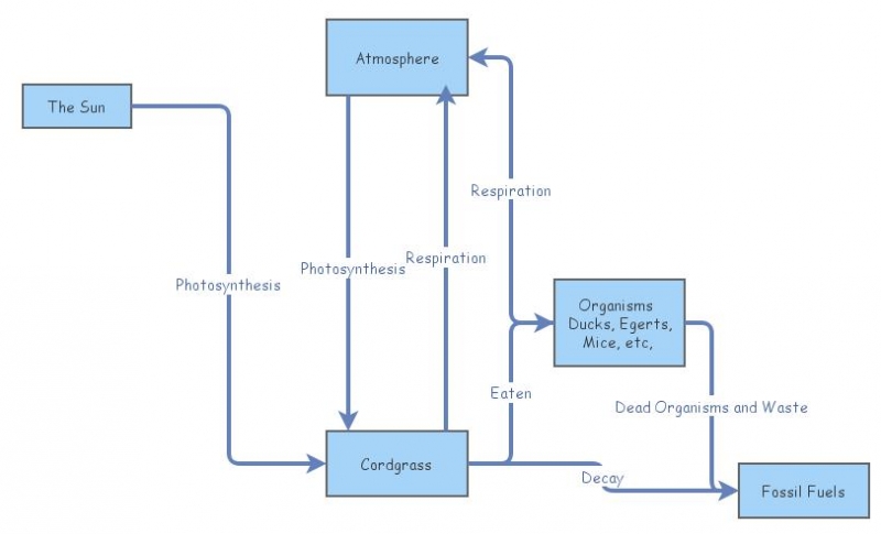 Salt Mash Carbon Cycle | Insight Maker