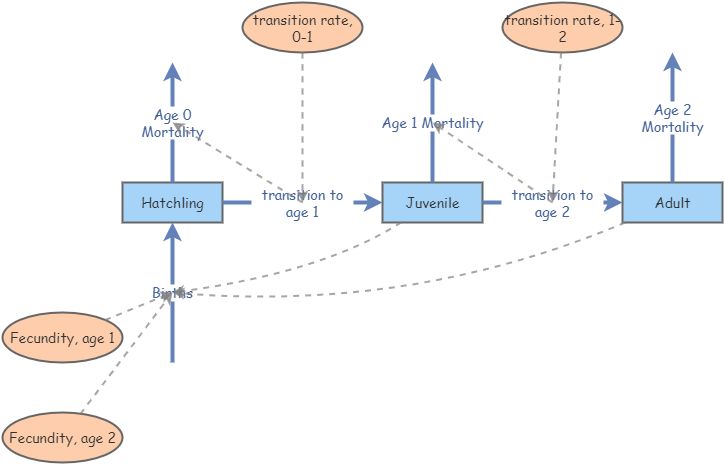Clone of Age-Stage Model Assignment | Insight Maker