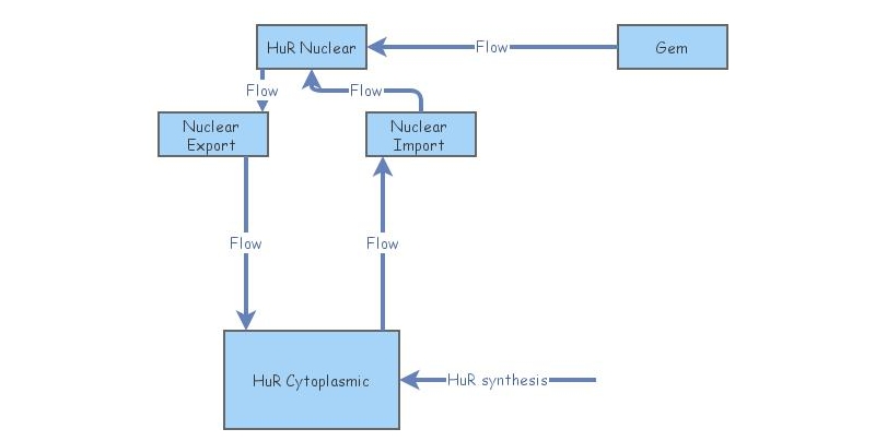 HuR Regulation | Insight Maker
