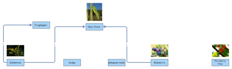 food web | Insight Maker
