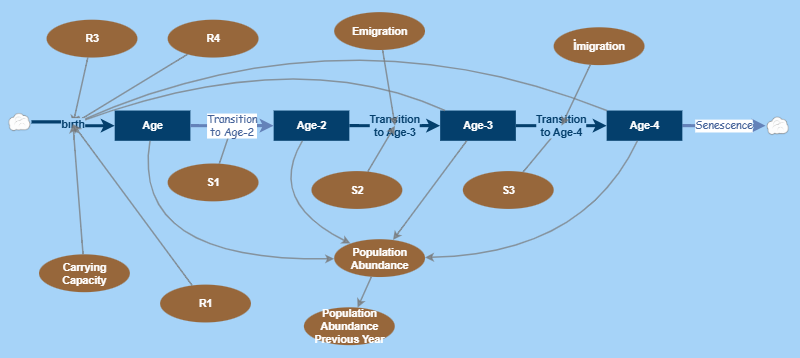 Clone of Age Structured Model | Insight Maker